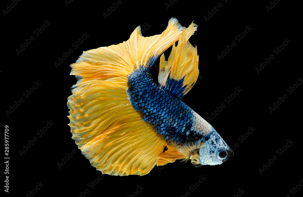 Yellow Fighter Fish