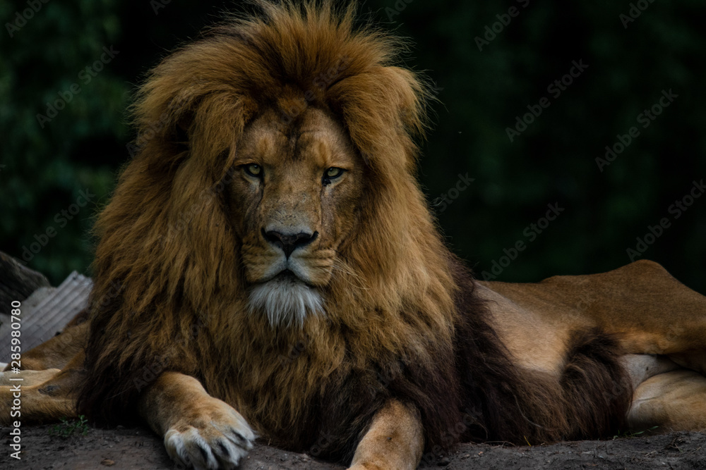 Male lion lying down, looking straight into camera Stock Photo | Adobe ...