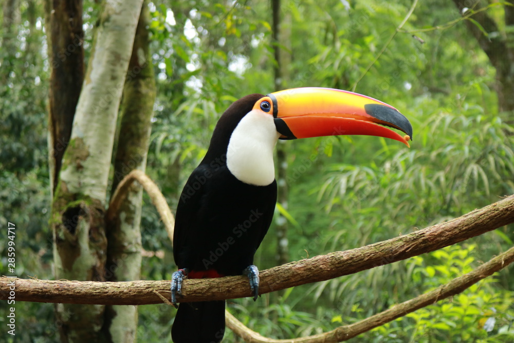 Rainforest birds / Aves de la selva tropical Stock Photo | Adobe Stock