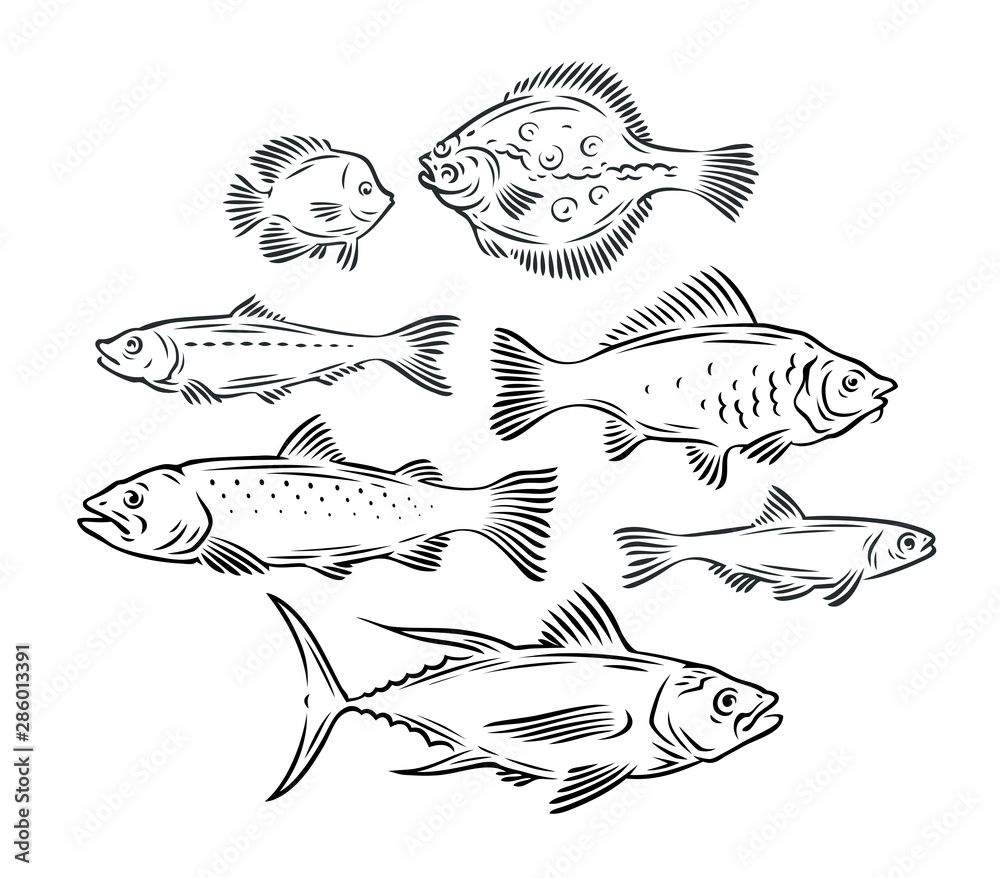 Various fish set. Seafood, fishing sketch vector illustration Stock ...