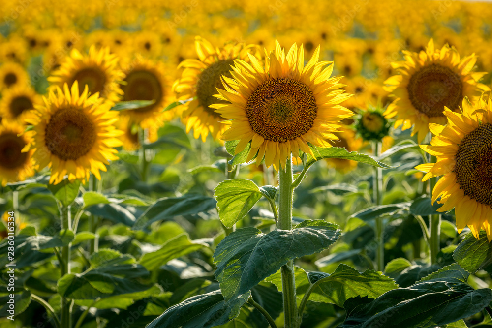 Sunflower fields in Colorado near Denver International Airport Stock ...
