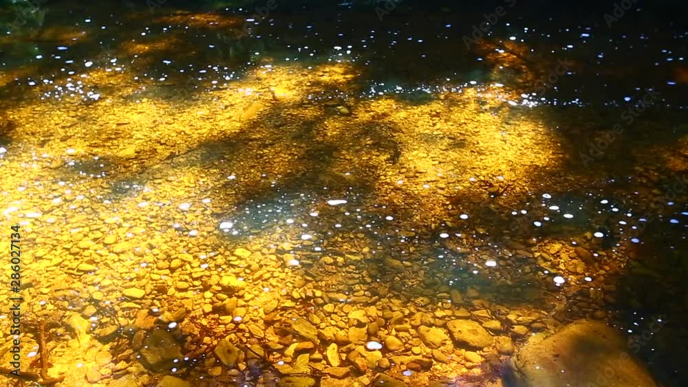 Vidéo Stock The soft quiet steams that run through the Knysna forest ...