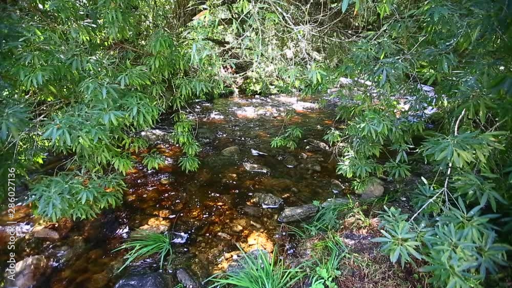 The soft quiet steams that run through the Knysna forest goudveld ...