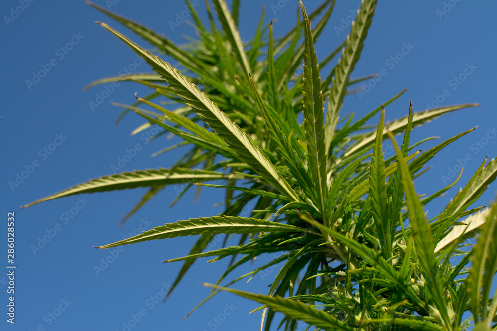 marijuana canabis on field ganja farm sativa leaf weed medical hemp ...
