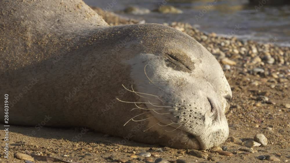 Human friendly mediterranean monk seal monachus monachus sleeping on ...