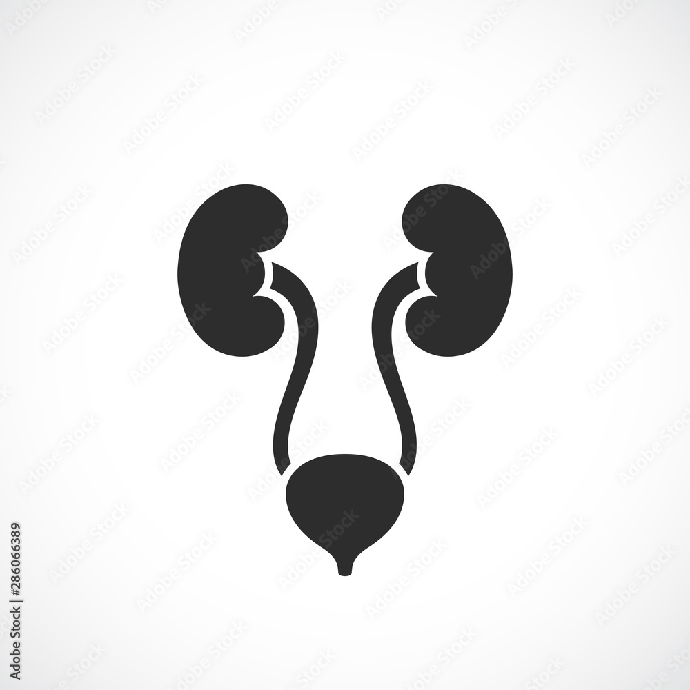 Urinary system vector icon Stock Vector | Adobe Stock