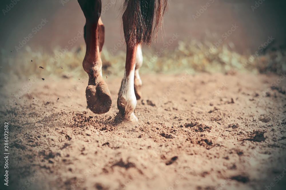 The hooves of a swift, graceful Bay horse with a long tail, running ...