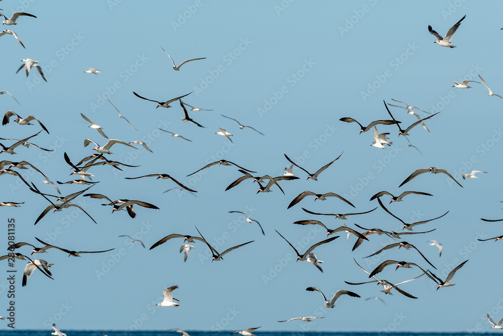 Florida beach with flocks of shore birds on land and flying Stock Photo ...