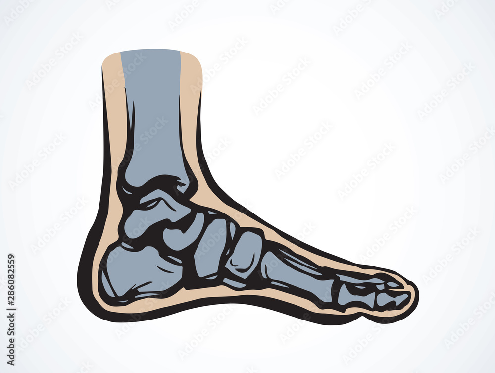 Bones of the foot. Vector drawing Stock Vector | Adobe Stock