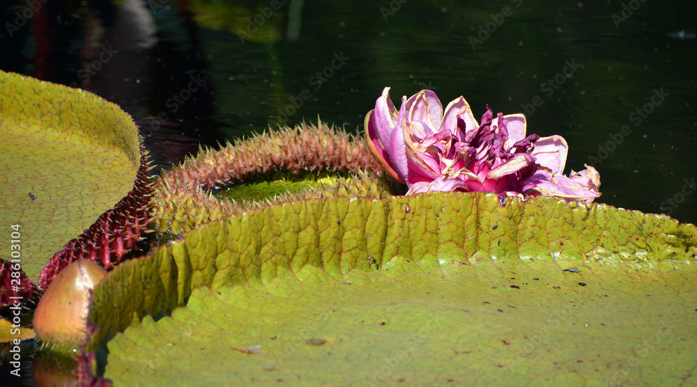 Victoria amazonica is a species of flowering plant, the largest of the ...