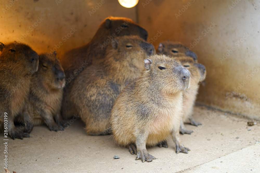 Poster Group of Capybara (Kapibara) in wood cage – Wall Art | UkPosters