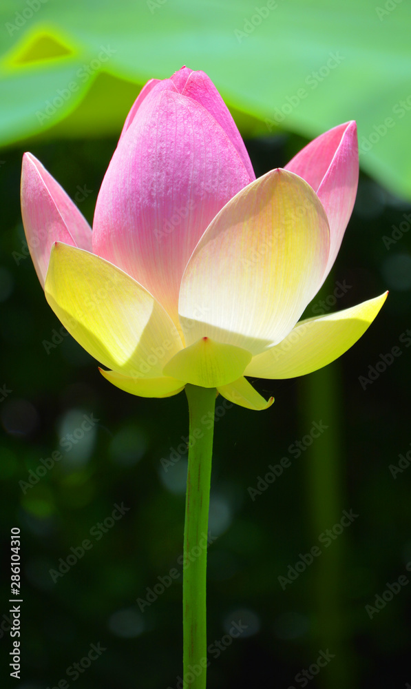 Lotus Flower Names | Best Flower Site