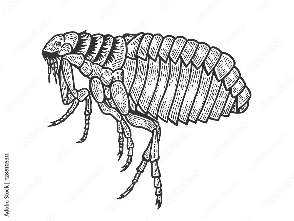 Flea louse insect sketch engraving vector illustration. Scratch board ...