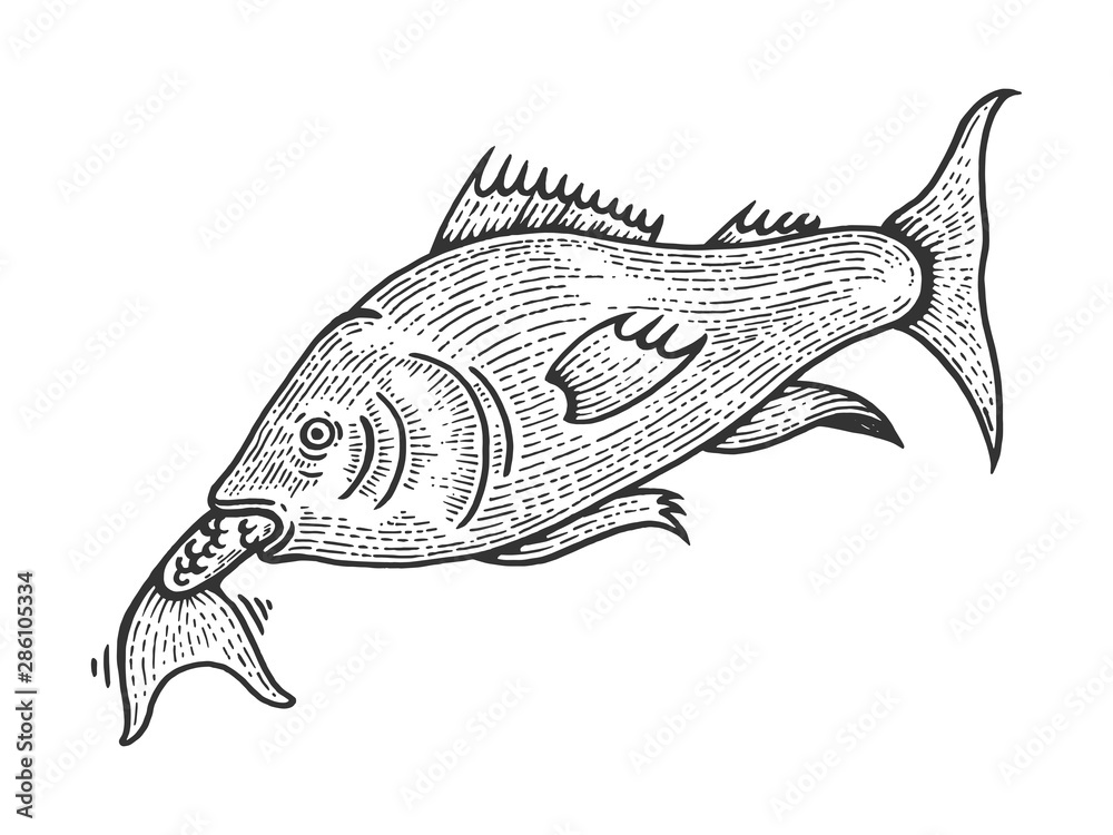 Fish eat swallows another smaller fish sketch engraving vector ...