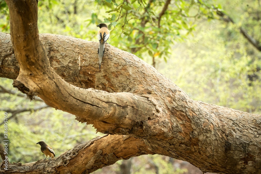 Couple of rufous treepies (Dendrocitta vagabunda) sitting on branch in ...
