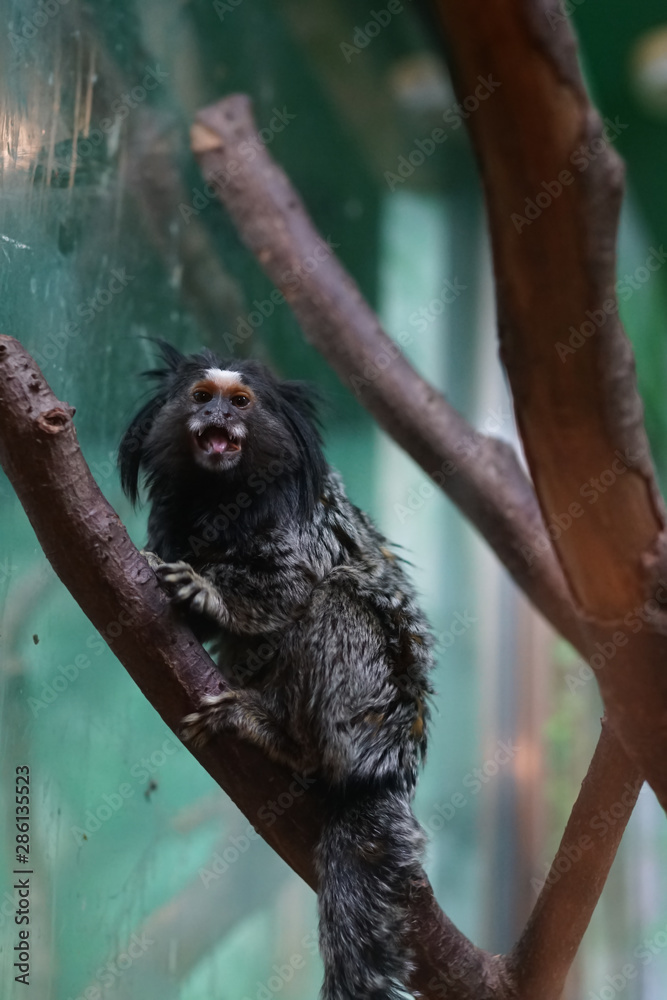 Black Tufted Marmoset