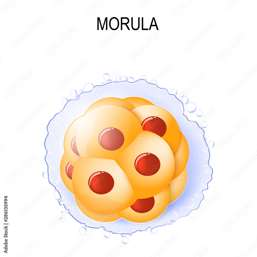 morula. stages of segmentation of a fertilized ovum Stock Vector ...