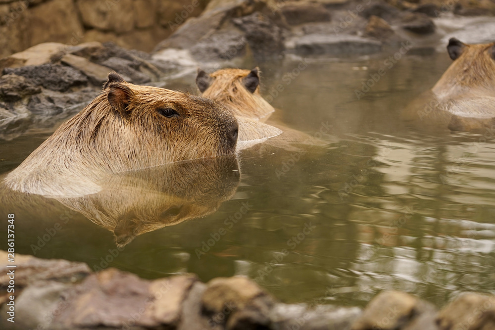 Capybara (Kapibara) enjoys meditating in the bath Stock-Foto | Adobe Stock