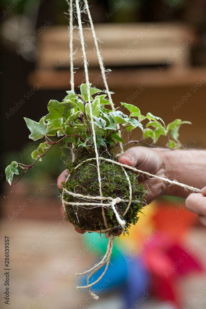 Kokedama is a ball of soil, covered with moss, on which an ornamental ...