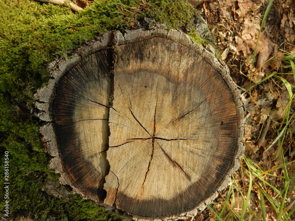 ceppo di albero tagliato nel bosco foto de Stock | Adobe Stock