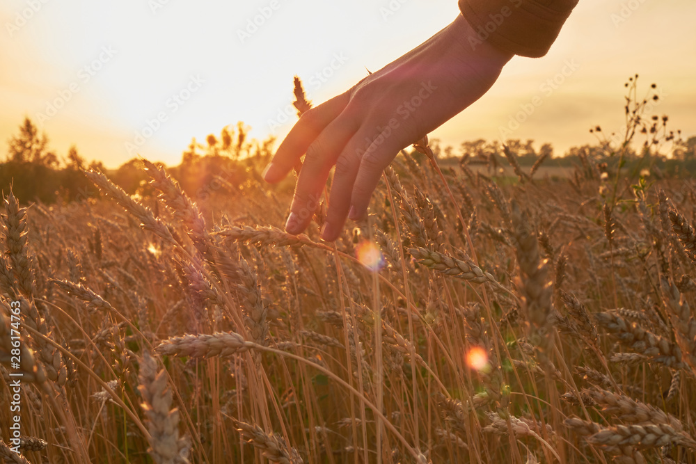 Harvest, wheat, grain, farm, agricultural, farm, field, sowing, bread ...