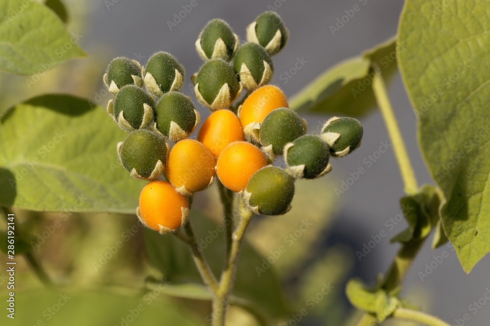 Yellow and green fruits of a dwarf tamarillo, Solanum abutiloides Stock ...