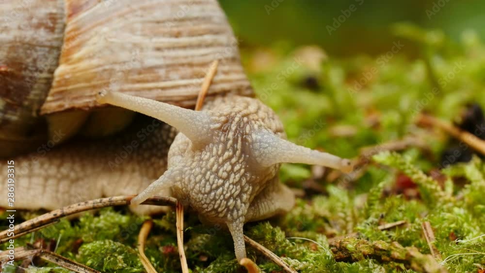 Helix pomatia, edible snail or escargot, is a species of large, edible ...