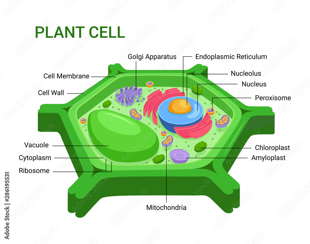 Vector Infographic Of The Plant Cell Anatomy Structure Nucleus Mitochondria Endoplasmic