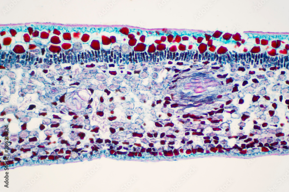 Cross section leaf of Plant under microscope view for education. Stock ...
