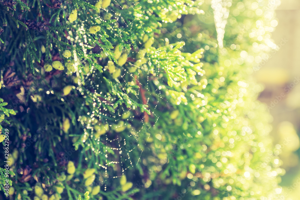 Mesh web on the green tree and the blurred sun background . Nature ...