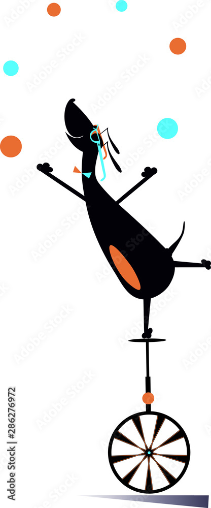 Equilibrist dog rides on the unicycle and juggles the balls ...