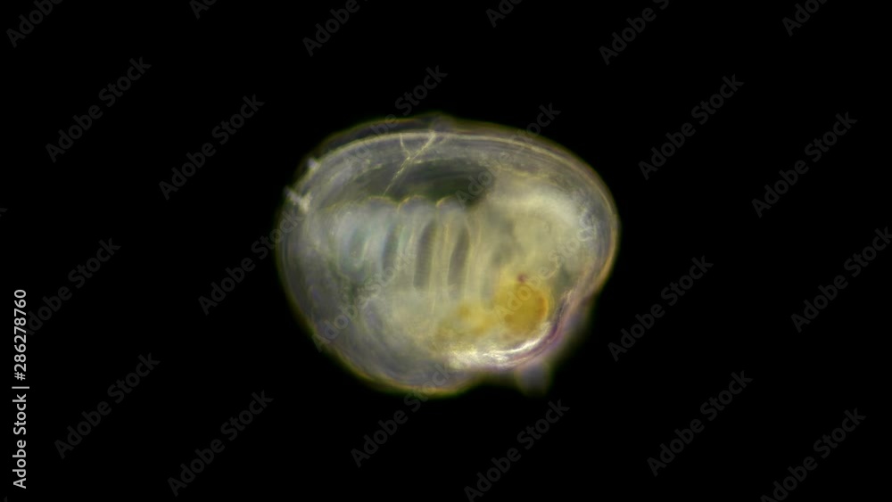 The Black Sea plankton and zooplankton under the microscope, the larva ...