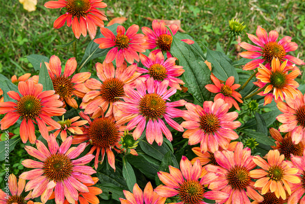Bunte Fraben durch die Blumen im Garten Stock Photo | Adobe Stock