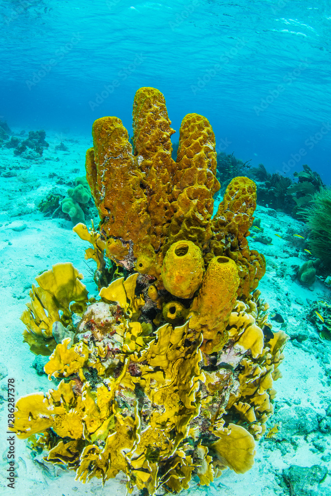 Yellow Sponge Coral