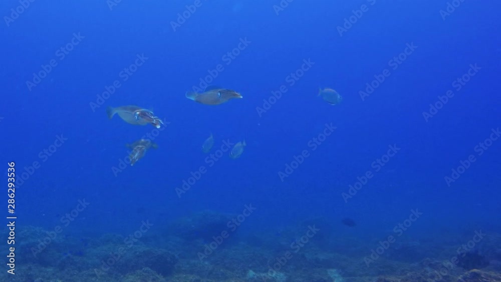 Squids Group Swimming, Graceful Southern Calamari Reef Squid School ...