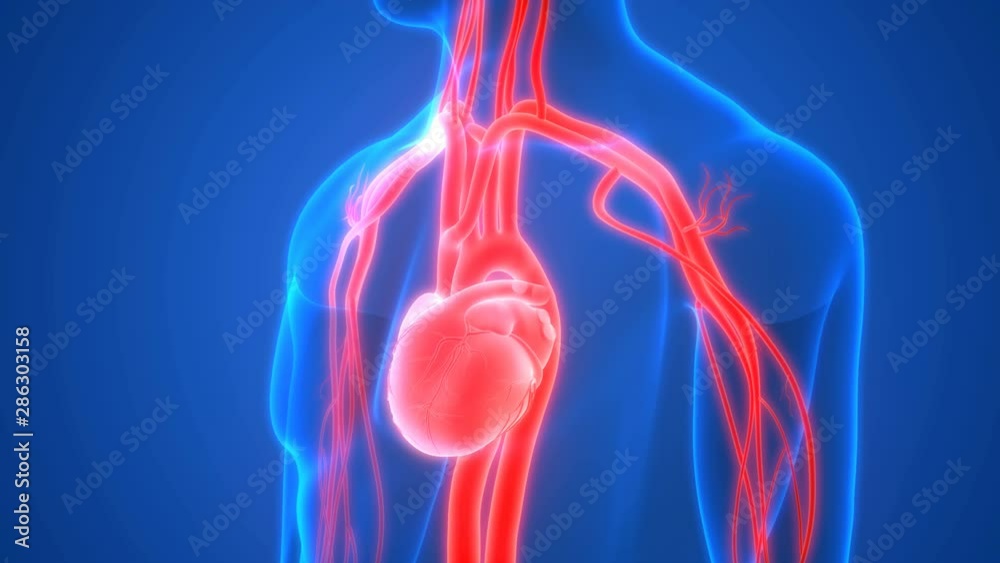 Human Circulatory System Heartbeat Anatomy Stock Video | Adobe Stock