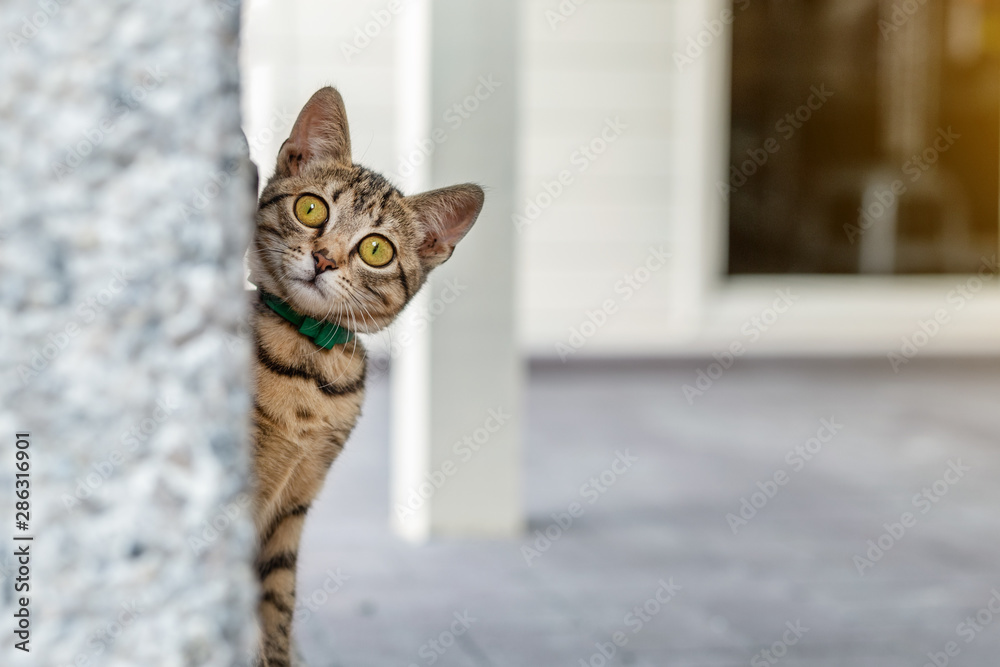 The CIA taught a cat to be a highly trained portable spy- They split ...