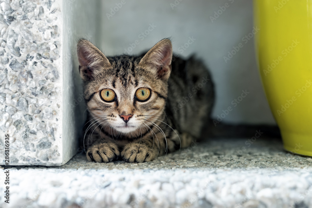 Funny Stalking Animal