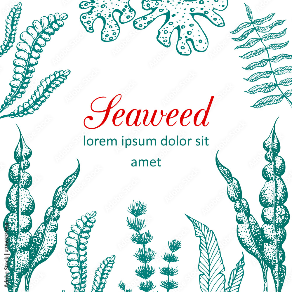 hand drawn seaweed frame illustration. Vintage background with ...