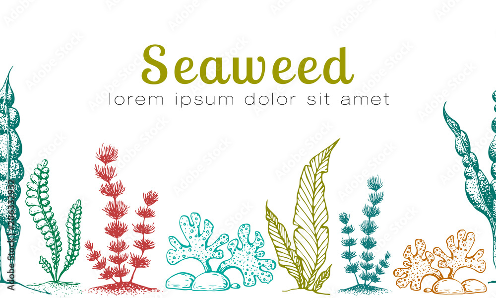 horizontal seamless seaweed banner. vintage background with engraved ...