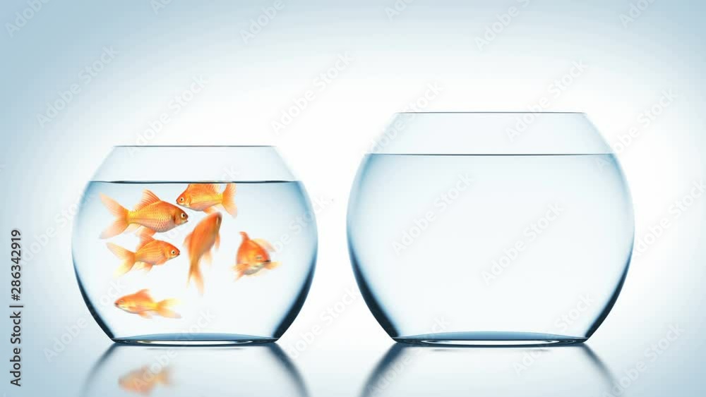 Goldfish Jumps into Another Fishbowl, Beautiful 3d Animation, 4K Ultra ...