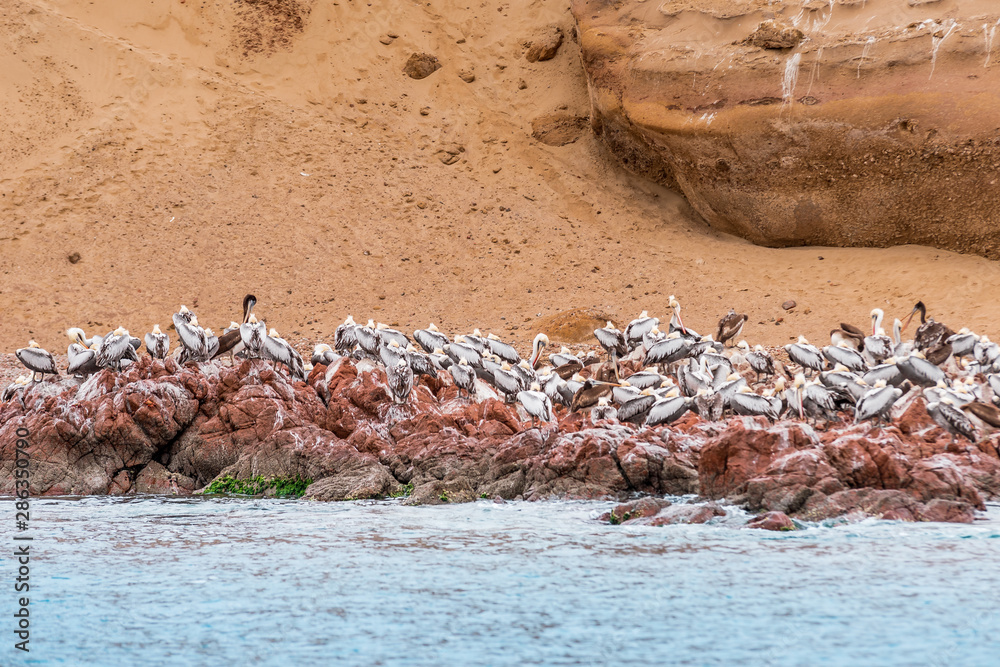 Bird colonies on the Islas Ballestas, Paracas National Reserve, Pisco ...