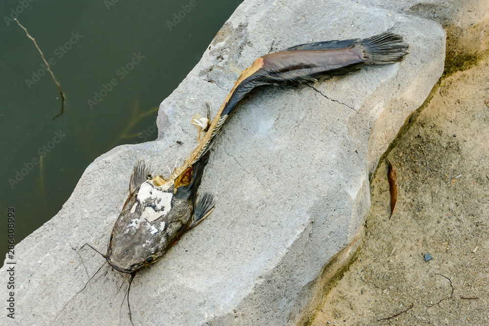 Beautiful photo of dead fish catfish, Ayutthaya taken in thailand Stock ...