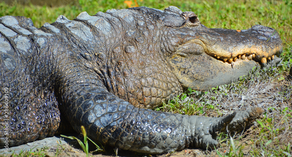 An alligator is a crocodilian in the genus Alligator of the family ...