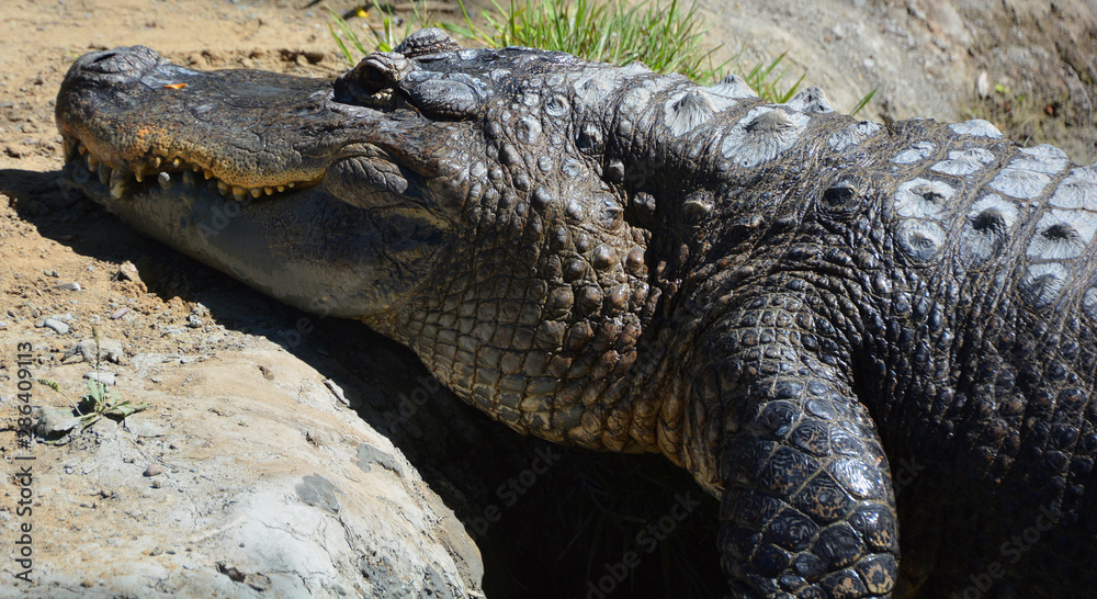 An alligator is a crocodilian in the genus Alligator of the family ...