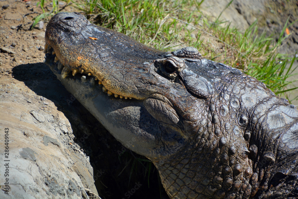 An alligator is a crocodilian in the genus Alligator of the family ...