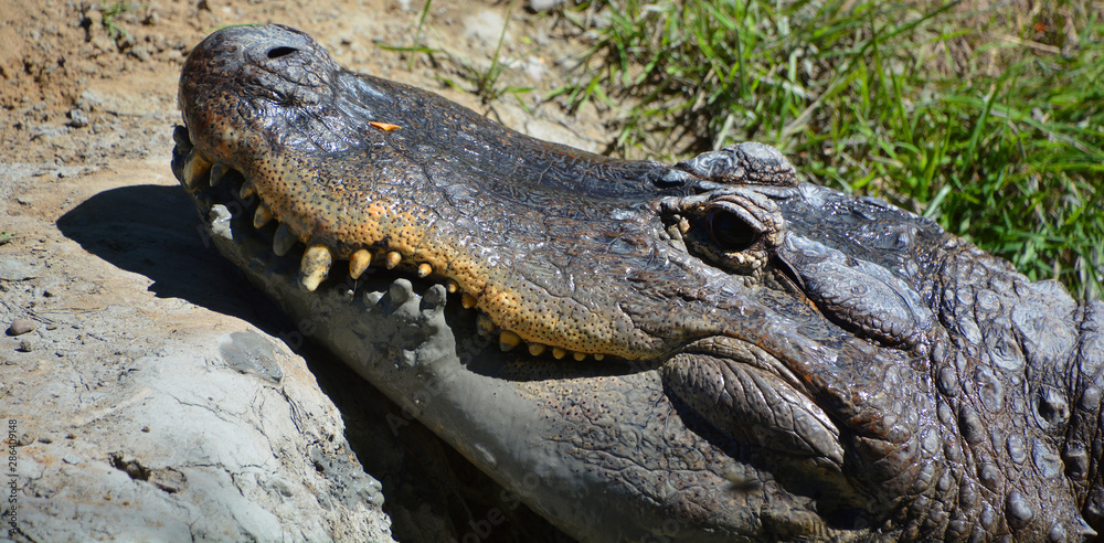 An alligator is a crocodilian in the genus Alligator of the family ...