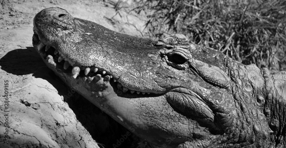 An alligator is a crocodilian in the genus Alligator of the family ...