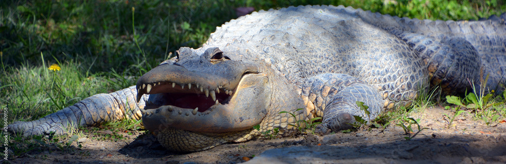 An alligator is a crocodilian in the genus Alligator of the family ...