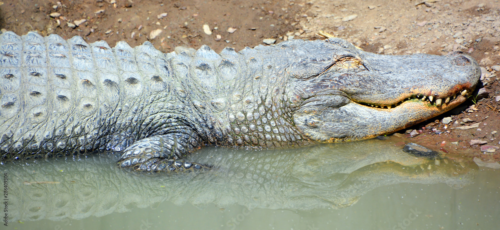 An alligator is a crocodilian in the genus Alligator of the family ...